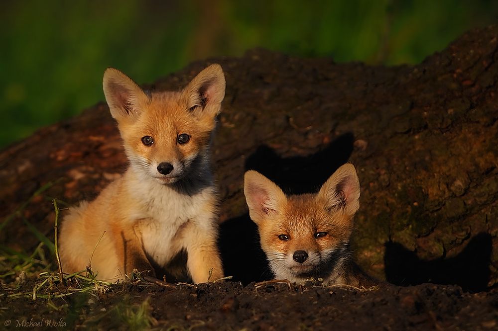 Bange Blicke Foto & Bild | tiere, tierkinder, welpen Bilder auf ... Bange Blicke Foto & Bild | tiere, tierkinder, welpen Bilder auf ...