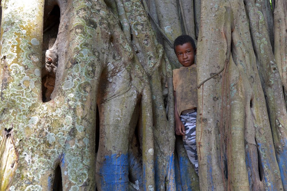 banian 2 photo et image | mada couleur, world Images fotocommunity