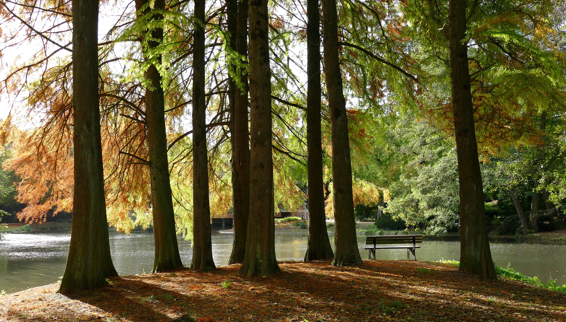 Bank im Park Foto & Bild | landschaft, jahreszeiten, herbst Bilder auf ...