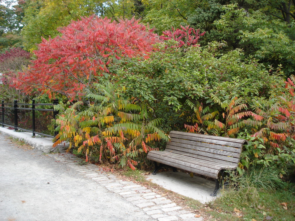 Bank im Park Mont-Royal Foto & Bild | landscape, gardens & parks ...