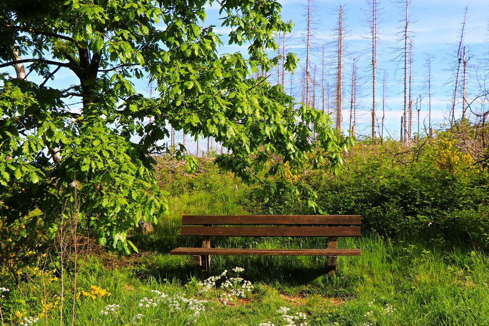 Bank im Wald Foto & Bild | mai, fotos, frühling Bilder auf fotocommunity