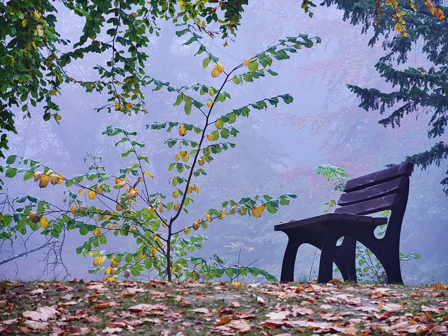 Bank in der Untersicht... Foto & Bild | natur Bilder auf fotocommunity