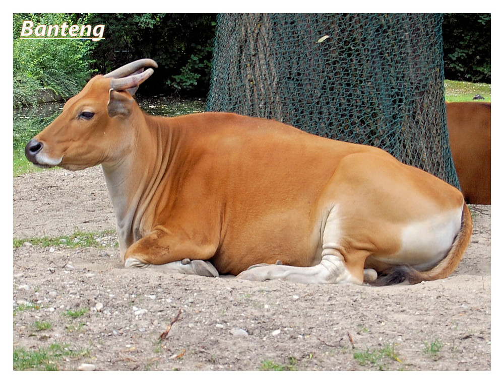 La Clonación : 2017