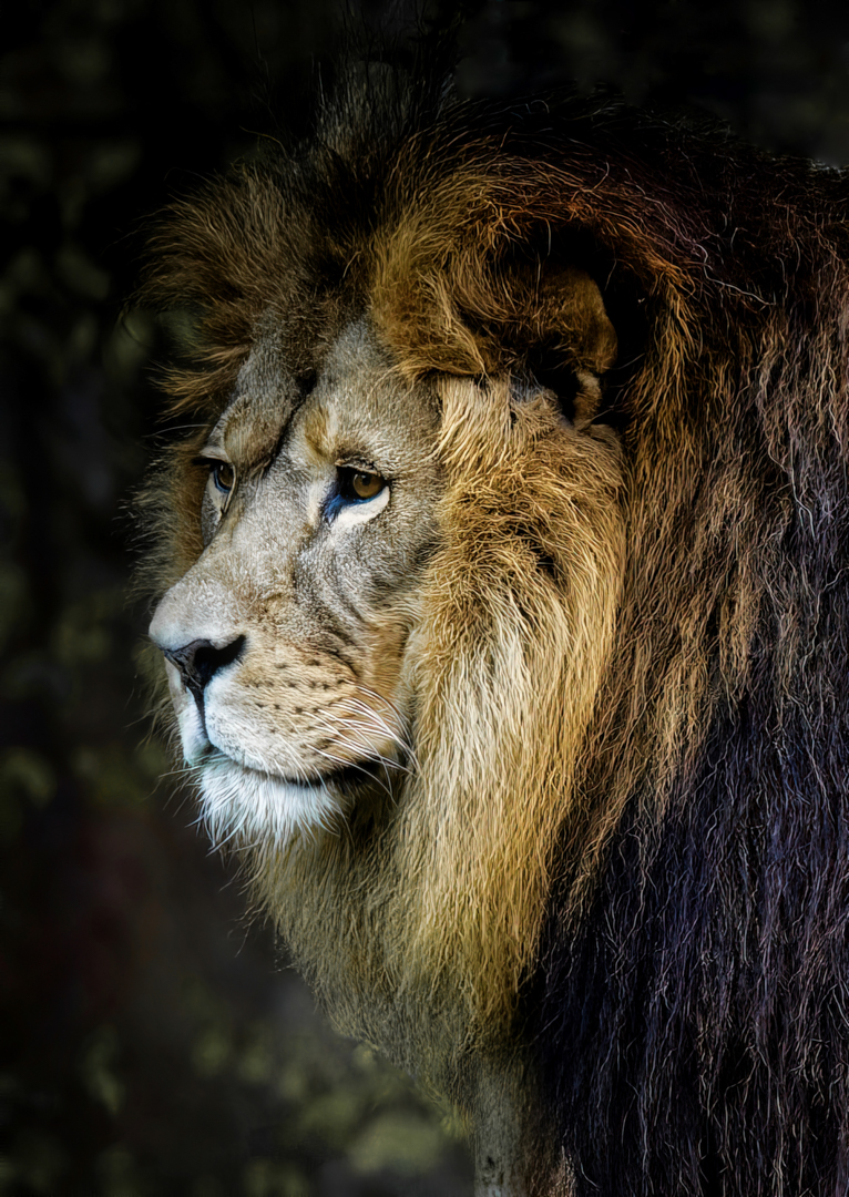 Bantu Foto & Bild | natur, zoo, tiere Bilder auf fotocommunity