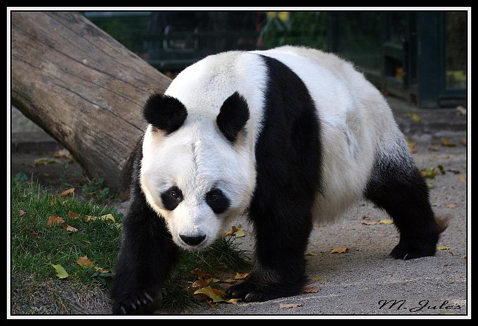 Bao Bao der Pandabär . Foto & Bild | tiere, zoo, wildpark & falknerei ...
