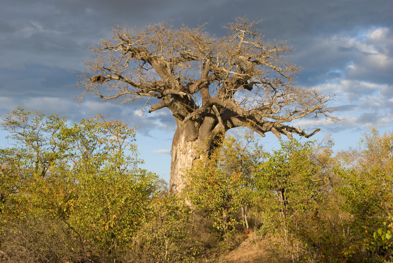 Baobab Foto & Bild | landschaft, natur Bilder auf fotocommunity
