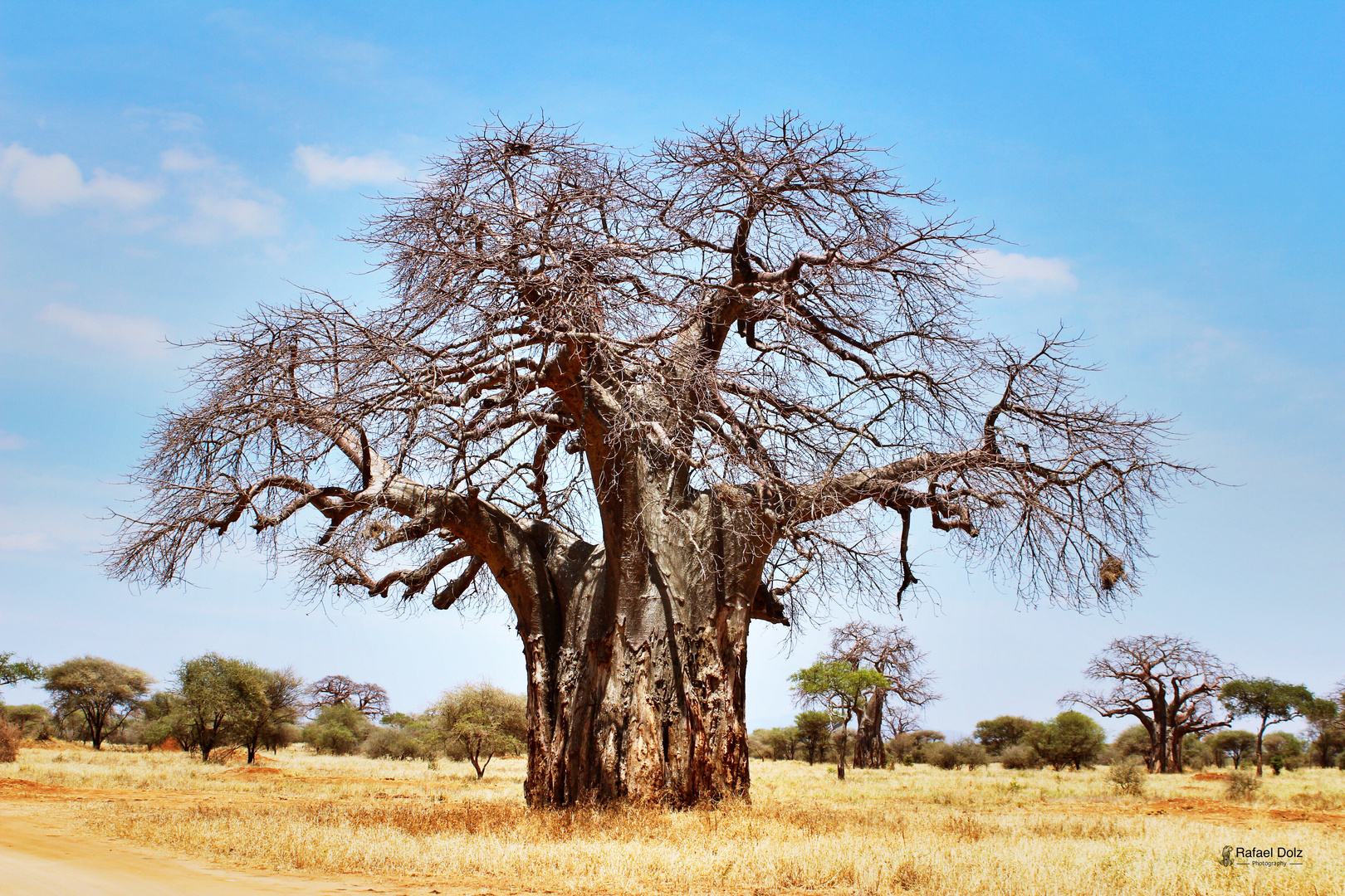 Baobab milenario Imagen & Foto | plantas, Árboles, naturaleza Fotos de ...