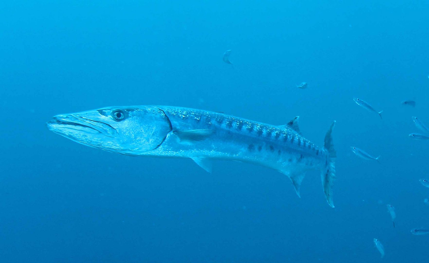 Barakuda Foto & Bild | unterwasser, natur-kreativ, aufnahmetechniken ...