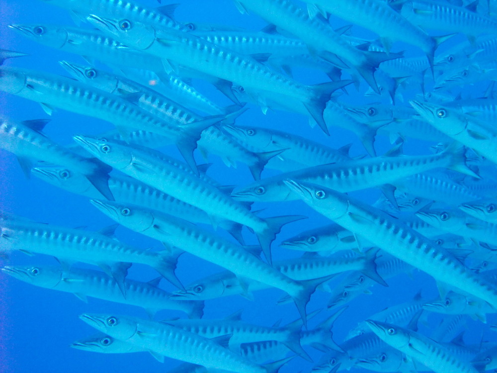 BARAKUDA Foto & Bild | tiere, wildlife, fische Bilder auf fotocommunity