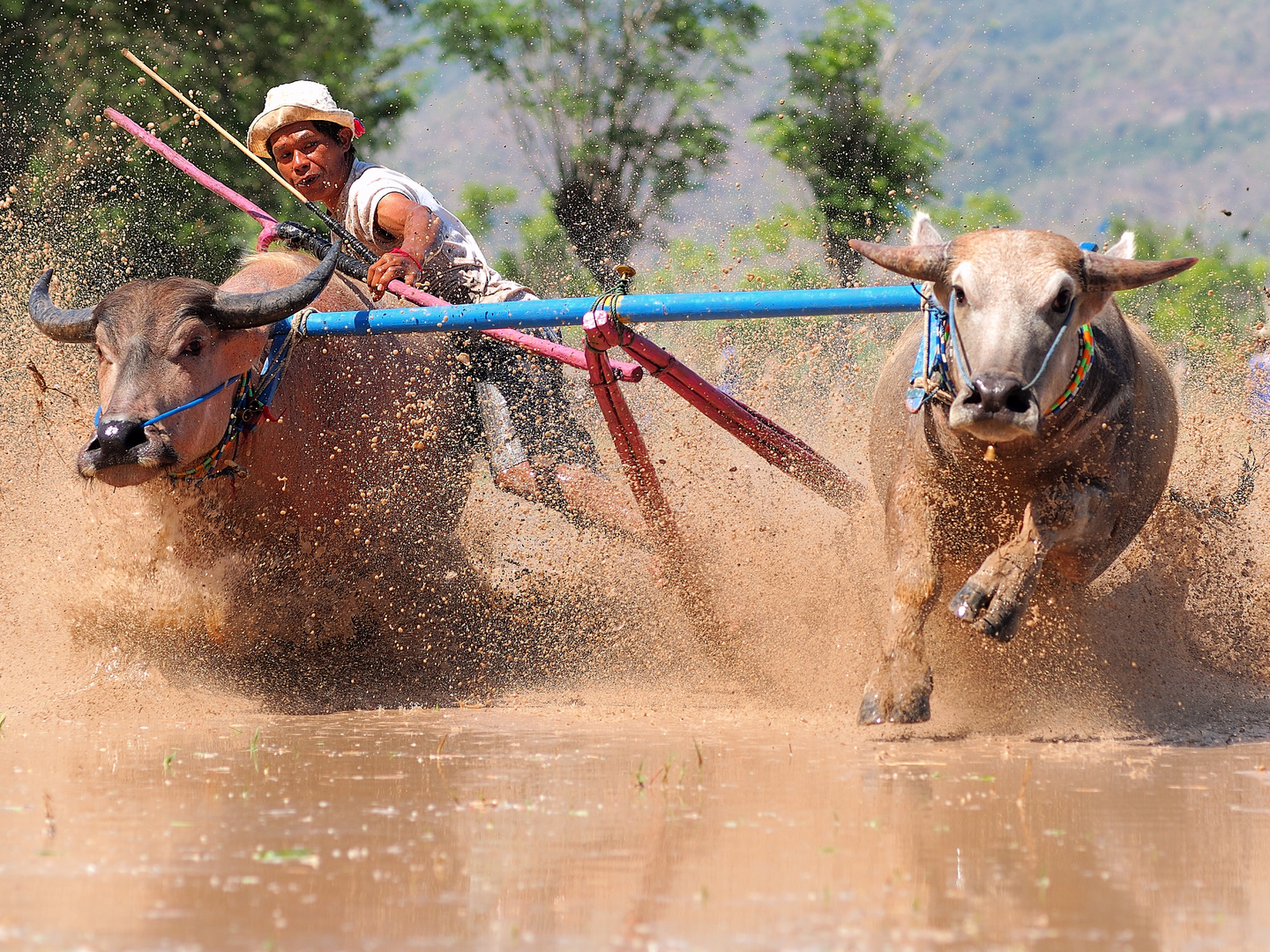 Barapan Kebo Foto & Bild | asia, indonesia, southeast asia Bilder auf ...