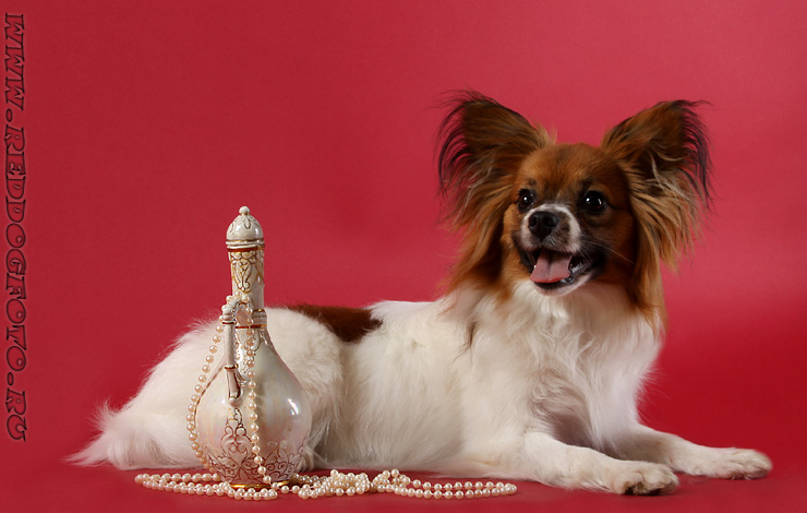 Barbariska Foto & Bild | animals, dogs, pets & farm animals Bilder auf ...