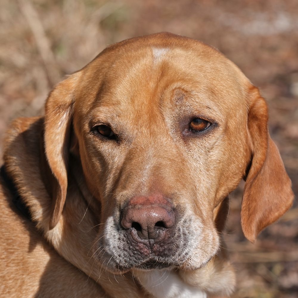 Barny (5682-2 1x1 pv) Foto & Bild | hund, portrait, dog Bilder auf ...