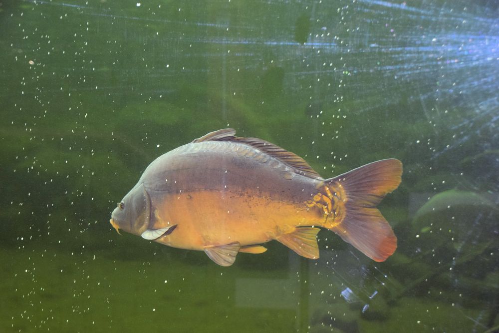 Barsch Foto & Bild | fotos, nature, zoo Bilder auf fotocommunity