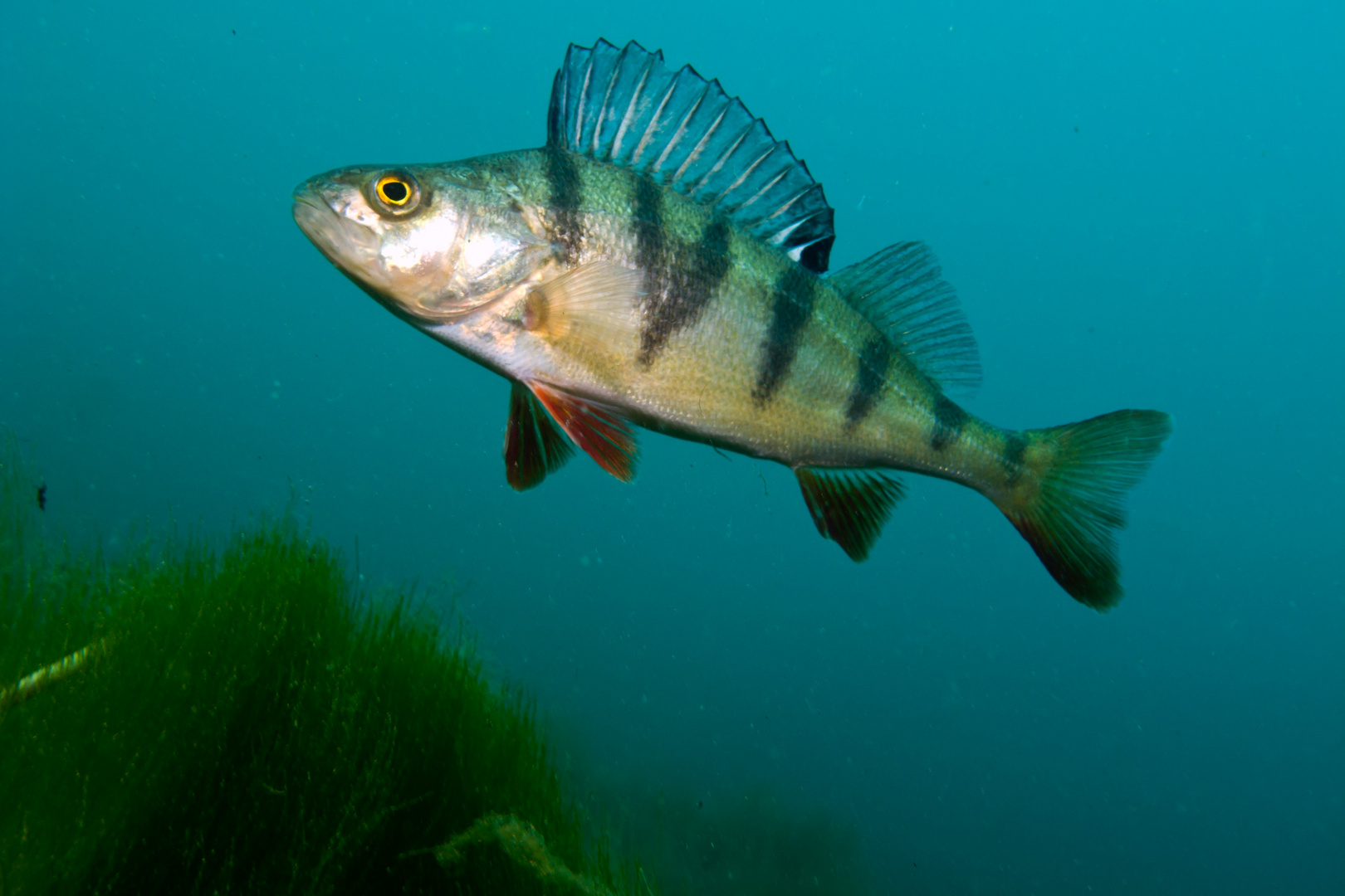 Barsch in Sundhäuser See Foto & Bild | unterwasser, uw-süsswasser ...