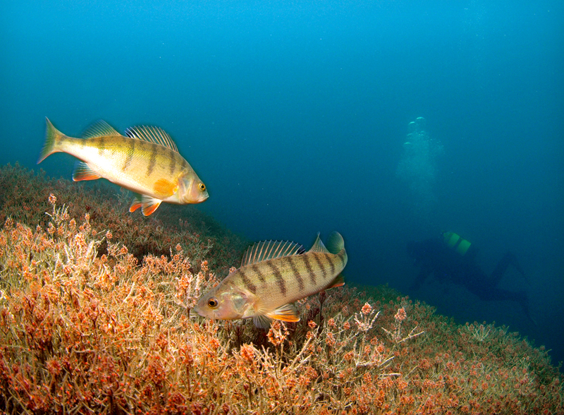 Barsche im Plansee Foto & Bild | unterwasser, uw-süsswasser, natur ...