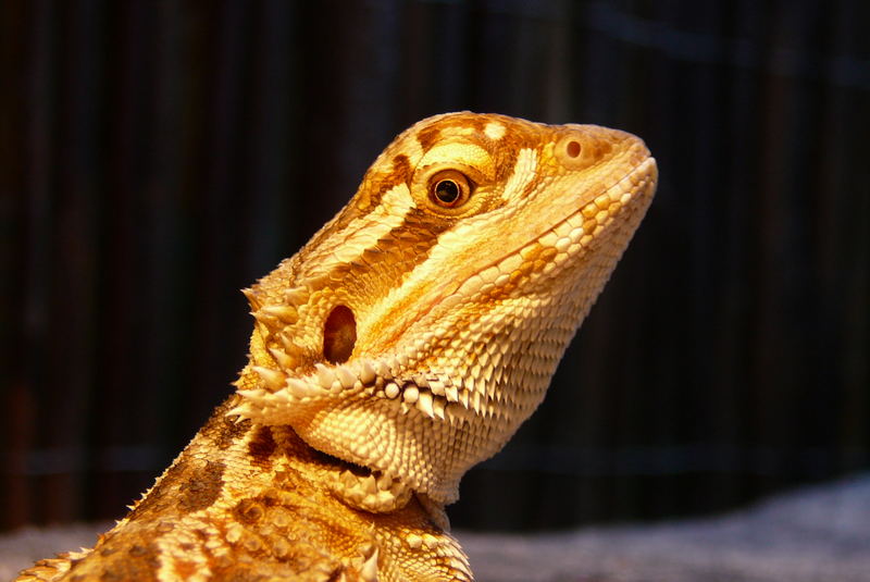 Bart Foto & Bild | tiere, haustiere, terraristik Bilder auf fotocommunity