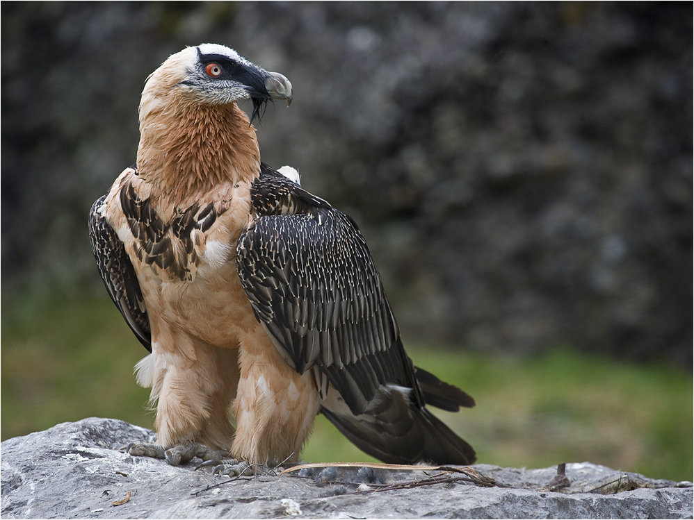 BART-GEIER (4) Foto & Bild | natur, zoo, tiere Bilder auf fotocommunity
