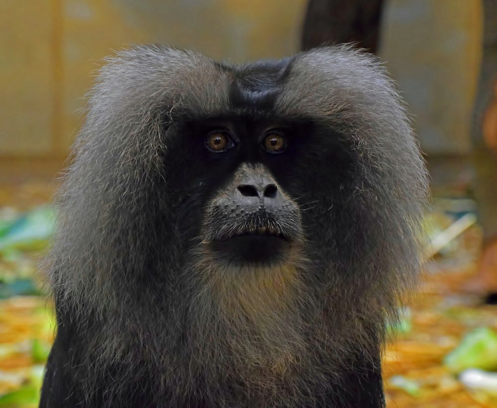 Bartaffe Foto & Bild | natur, portrait, affen Bilder auf fotocommunity