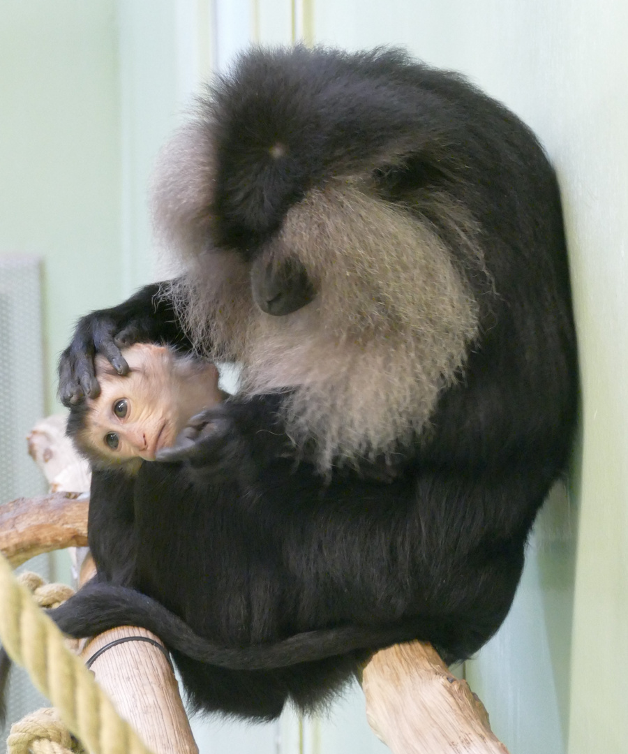 Bartaffe mit Nachwuchs im Kölner Zoo Foto & Bild | natur, affen, zoo ...