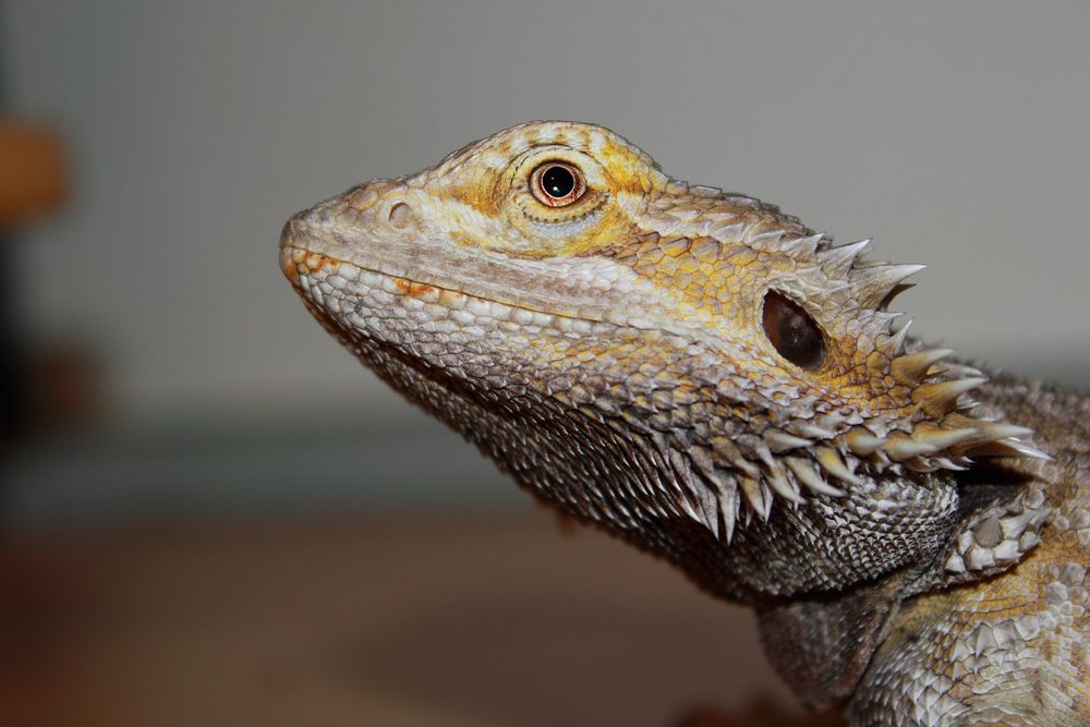 Bartagame 01 Foto & Bild | tiere, haustiere, terraristik Bilder auf ...