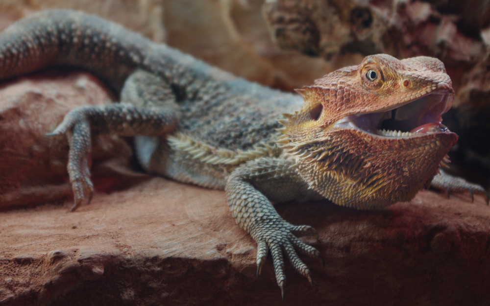 Bartagame Foto & Bild | tiere, haustiere, terraristik Bilder auf ...