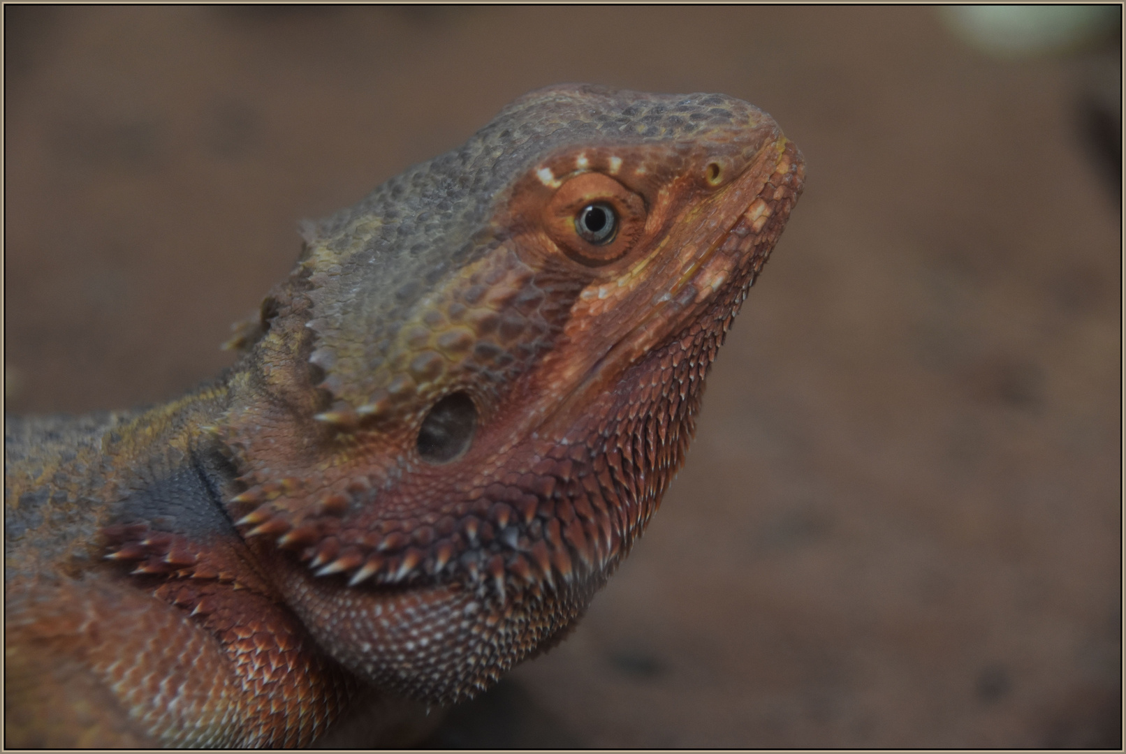 Bartagame Foto & Bild | natur, landschaft, tiere Bilder auf fotocommunity