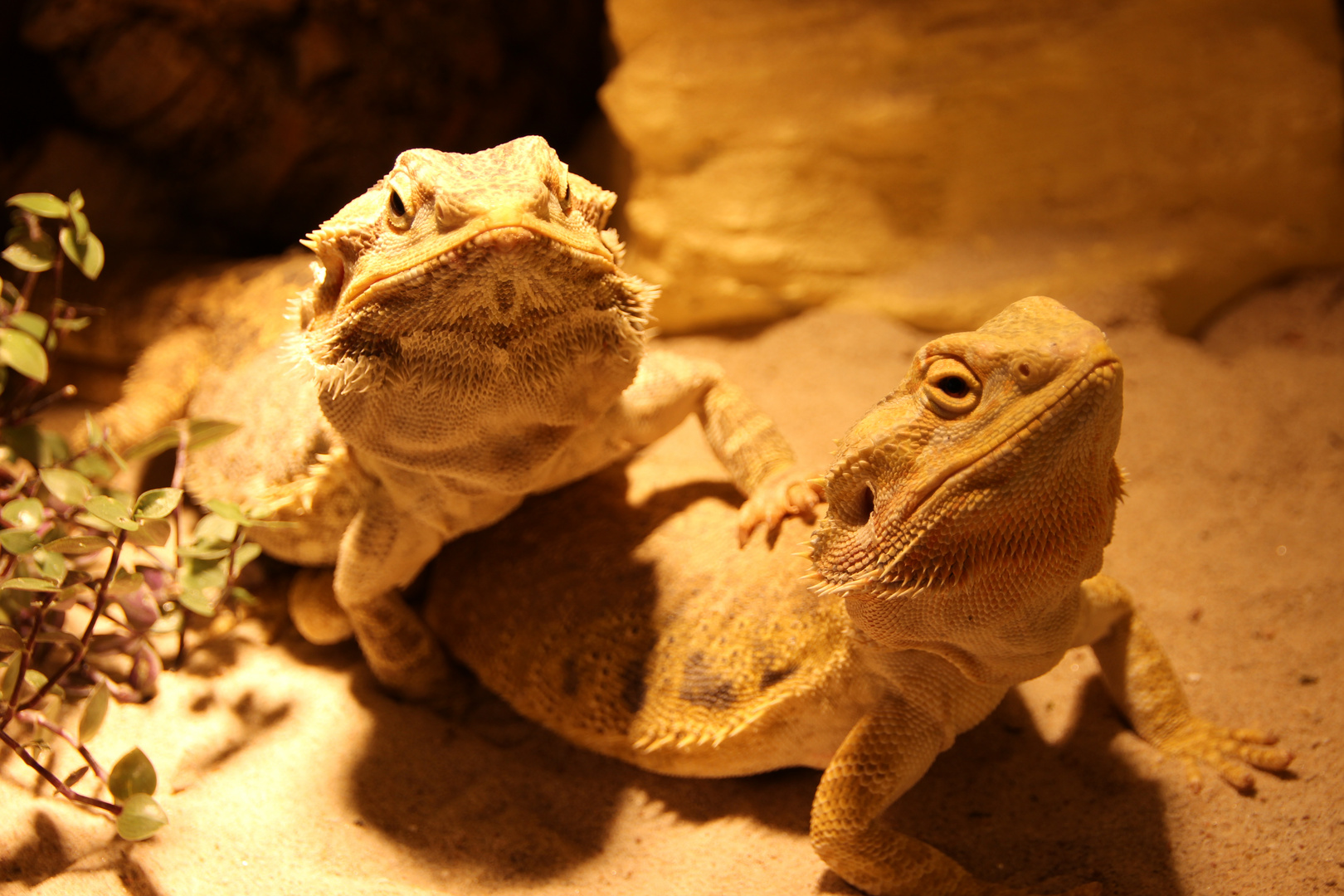 Bartagame Foto & Bild | tiere, natur Bilder auf fotocommunity