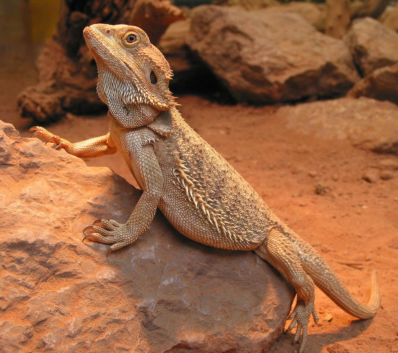 Bartagame Foto & Bild | tiere, zoo, wildpark & falknerei, amphibien ...