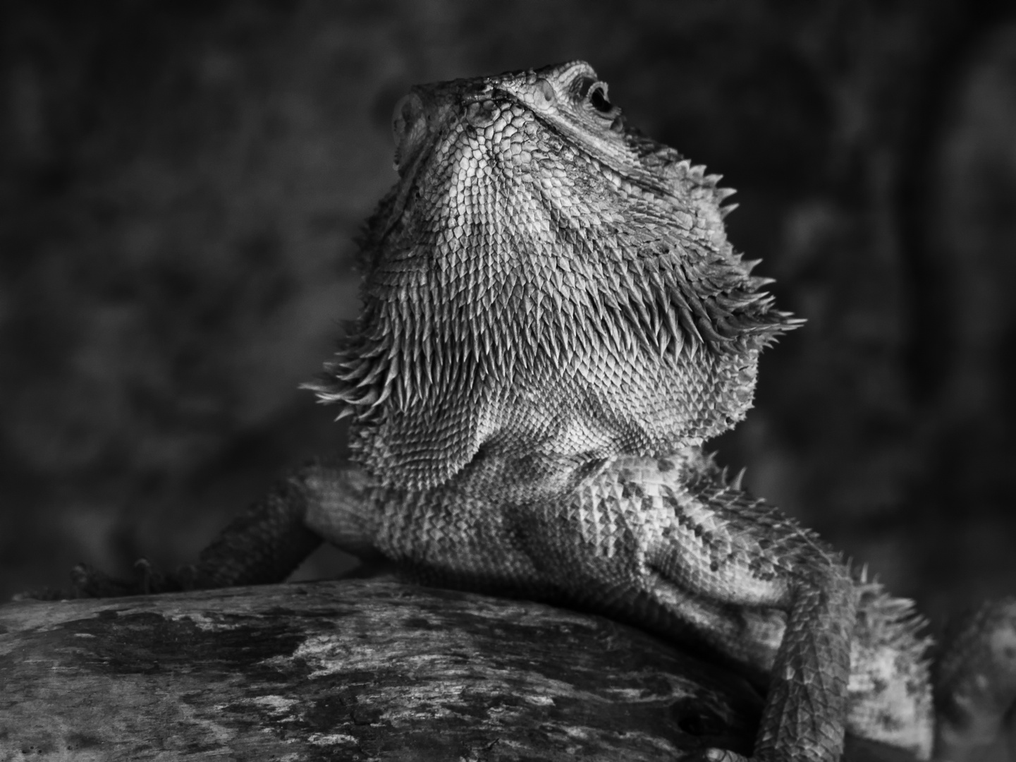 Bartagame Foto & Bild | spezial, natur, zoo Bilder auf fotocommunity