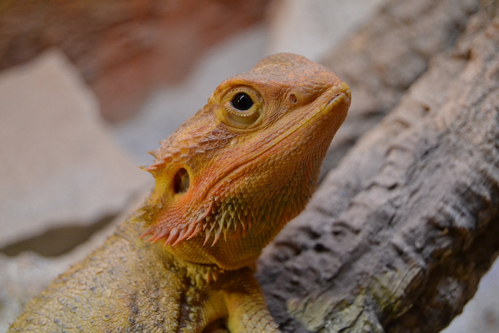 Bartagame Aurora Foto & Bild | anfängerecke - nachgefragt, nachgefragt ...