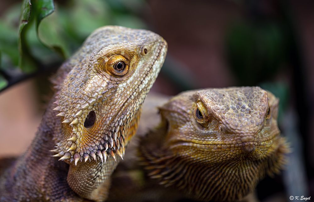 Bartagame Foto & Bild | fotos, natur, zoo Bilder auf fotocommunity