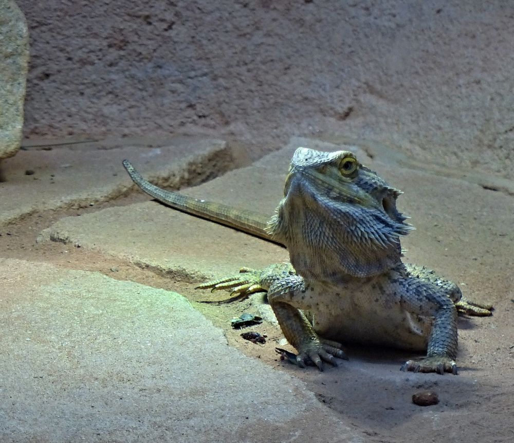 Bartagame Foto & Bild | tiere, zoo, wildpark & falknerei, amphibien ...