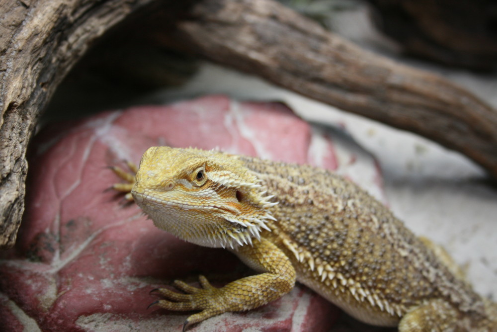 Bartagame Foto & Bild | tiere, haustiere, terraristik Bilder auf ...
