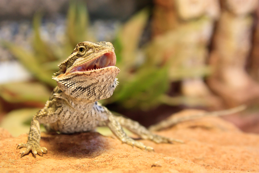 Bartagame (Pogona vitticeps) Foto & Bild | tiere, haustiere ...