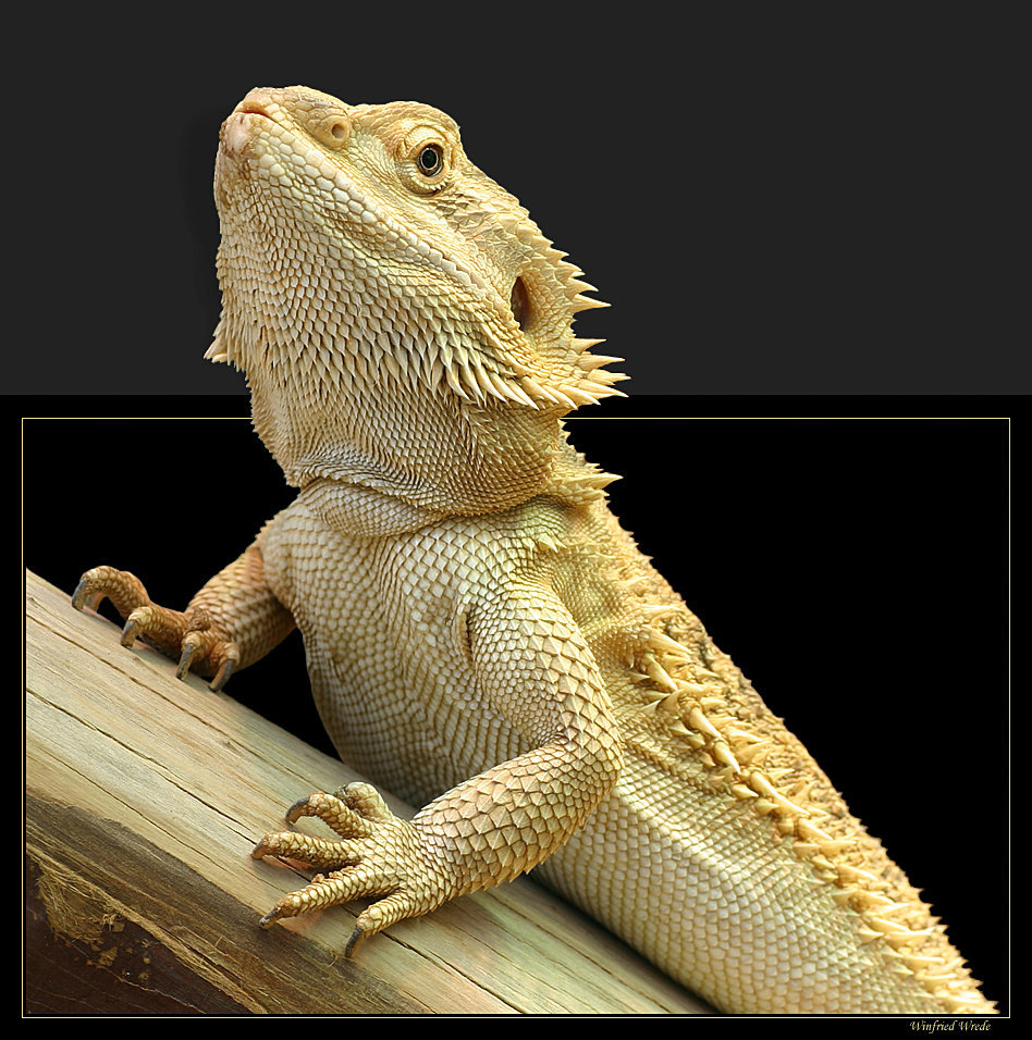 Bartagame (Reload) Foto & Bild | tiere, zoo, wildpark & falknerei ...