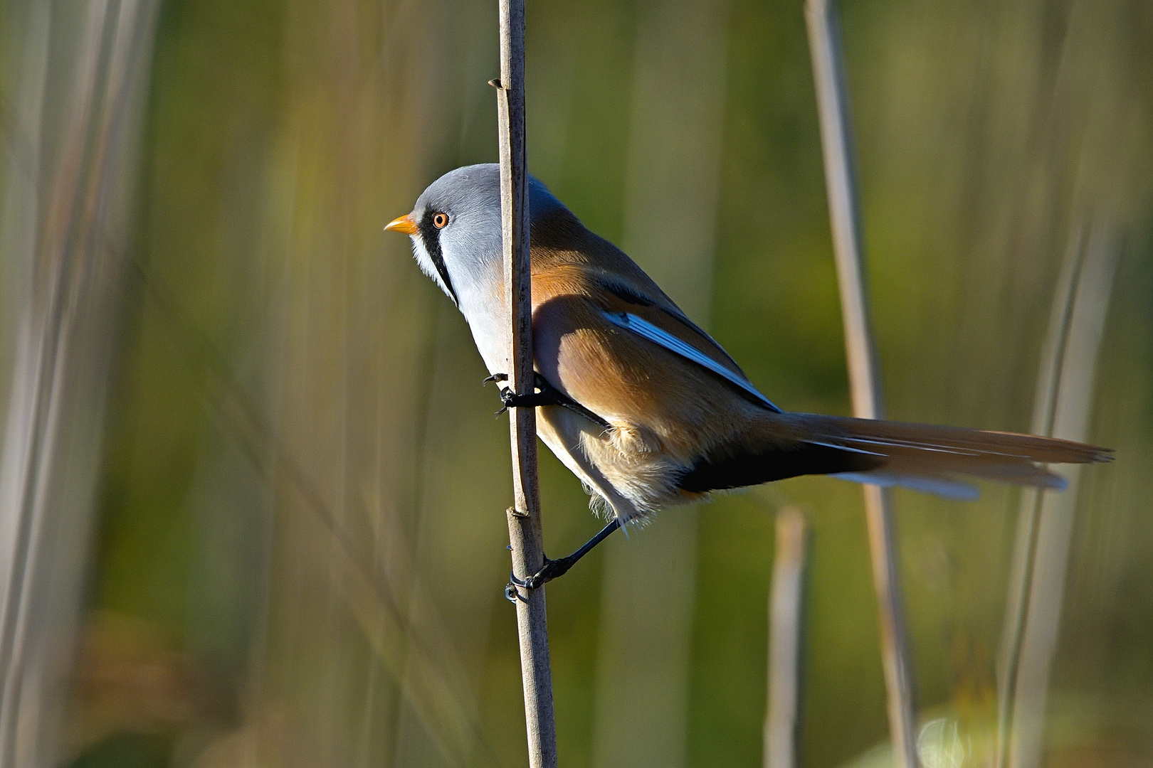 Bartmeise Männchen (Panurus biarmicus) Foto & Bild | tiere, wildlife ...