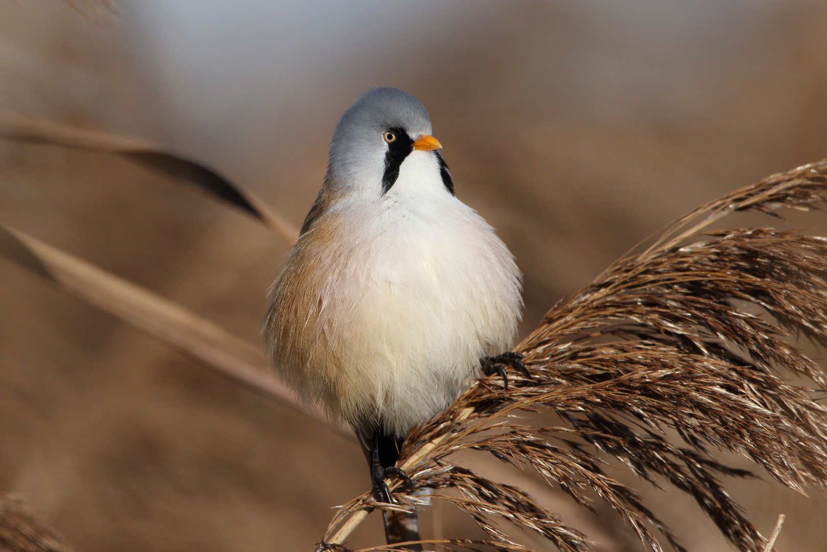 Bartmeise (Panurus biarmicus) Foto & Bild | natur, vogel, tiere Bilder ...