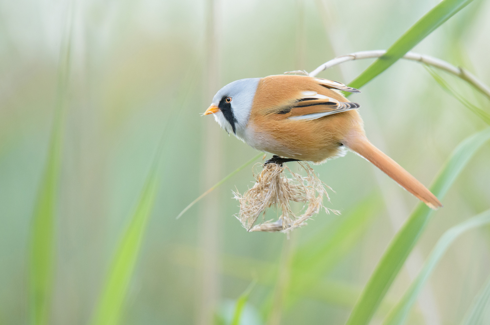 ~Bartmeise (Panurus biarmicus)~ Foto & Bild | fotos, schilf, natur ...