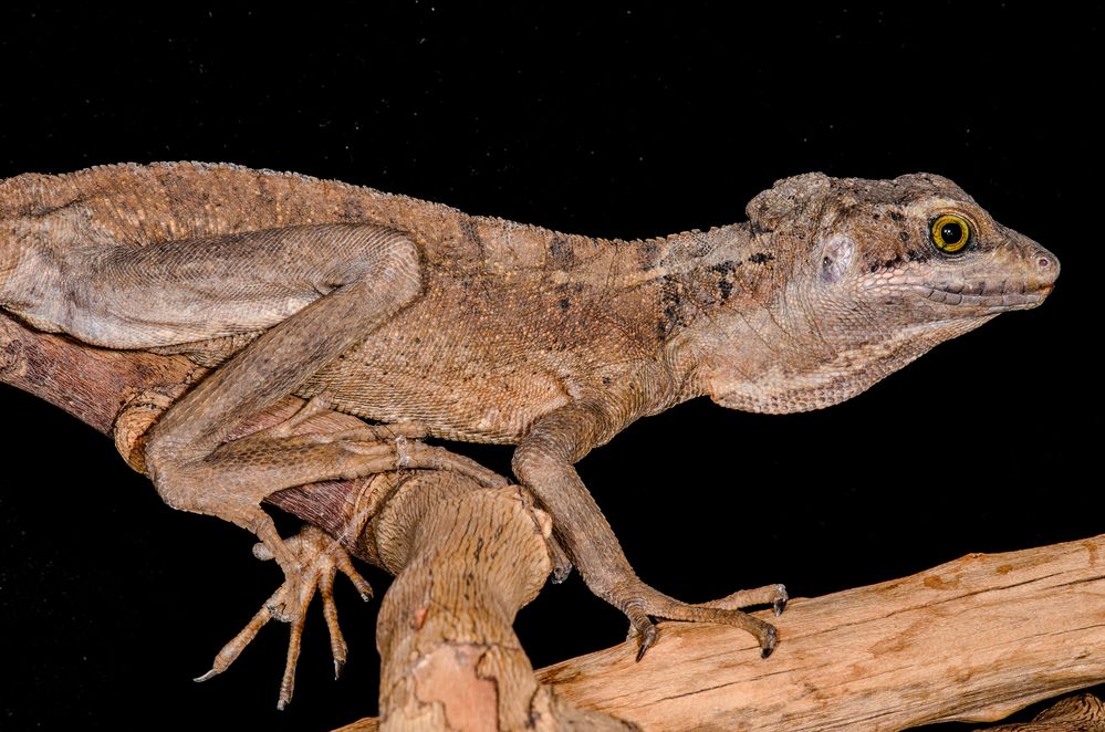BASILISCO DE JESUS (Basiliscus sp) Imagen & Foto | animales, animales ...