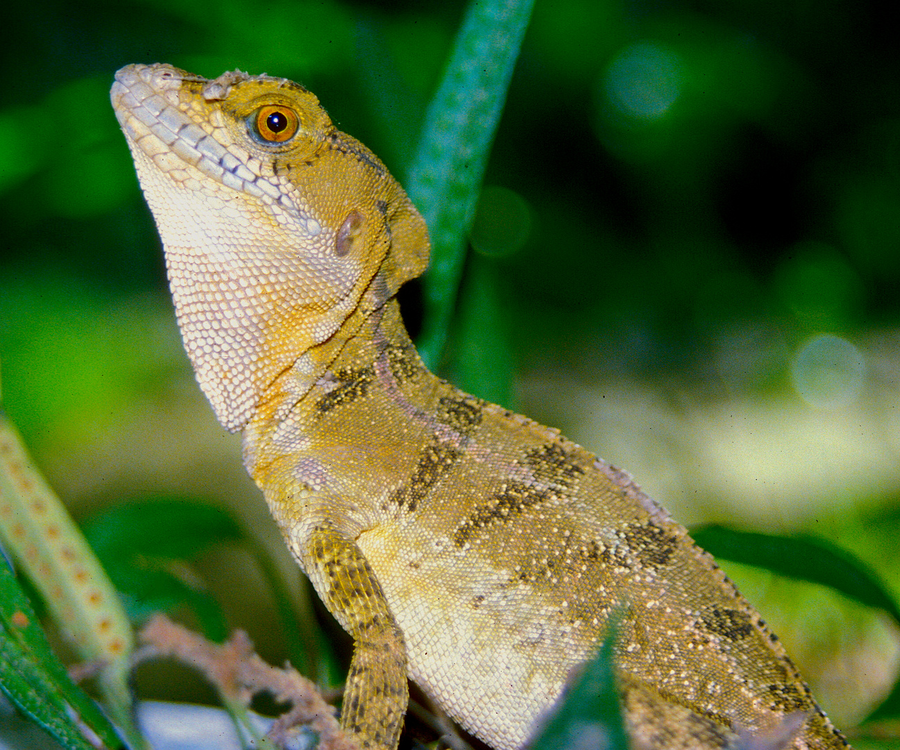 Basilisk Foto & Bild | tiere, wildlife, amphibien & reptilien Bilder ...