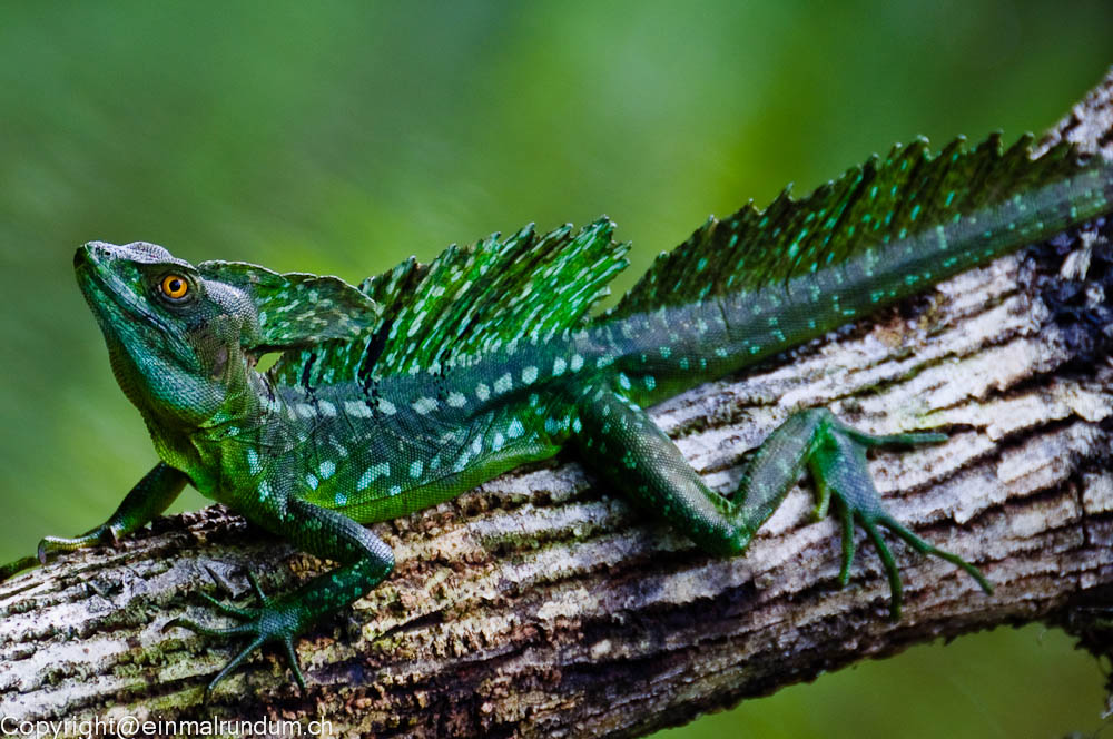 Basilisk Foto & Bild | tiere, wildlife, amphibien & reptilien Bilder ...