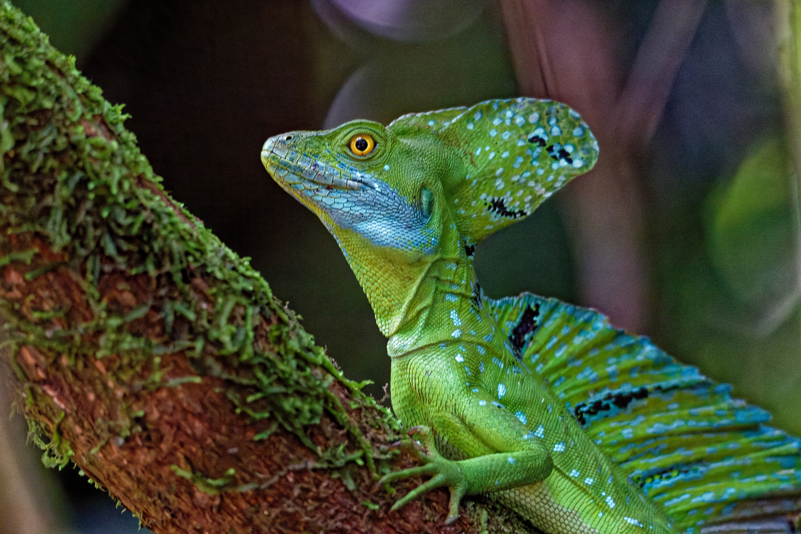 Basilisk_3 Foto & Bild | north america, central america, tiere Bilder ...