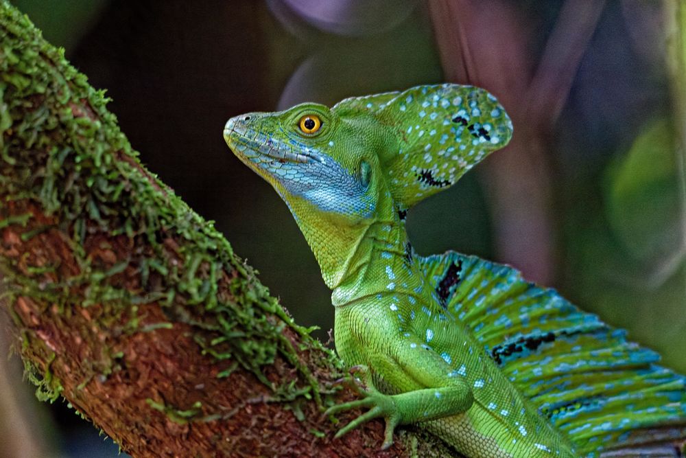 Basilisk_3 Foto & Bild | north america, central america, tiere Bilder ...