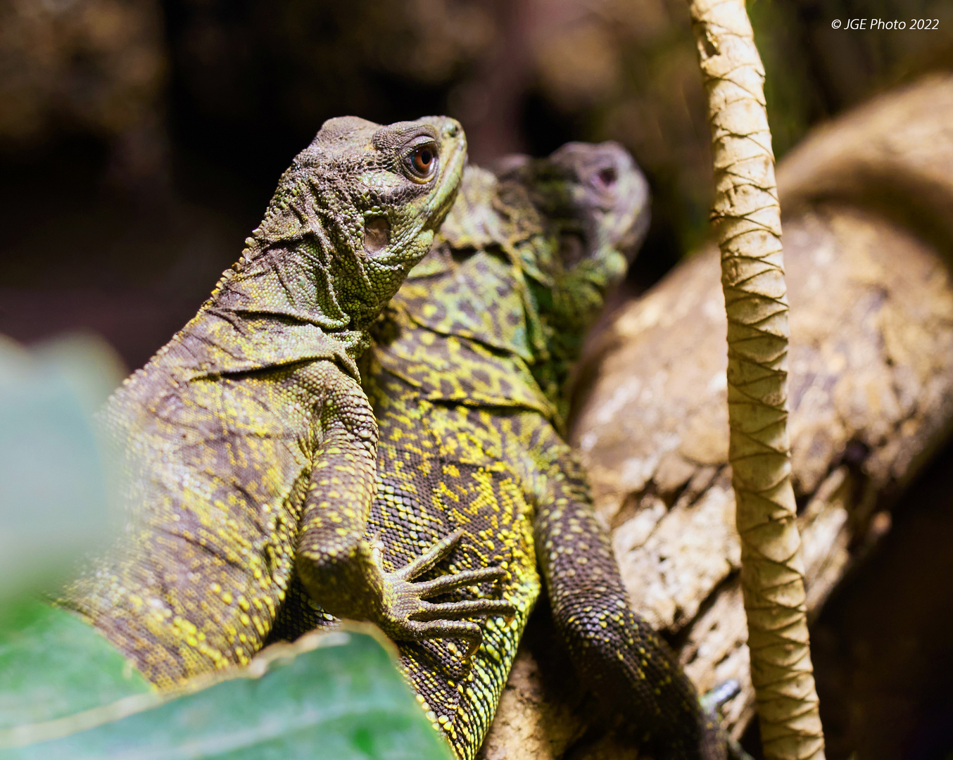 Basilisken Foto & Bild | tiere, zoo, wildpark & falknerei, amphibien ...