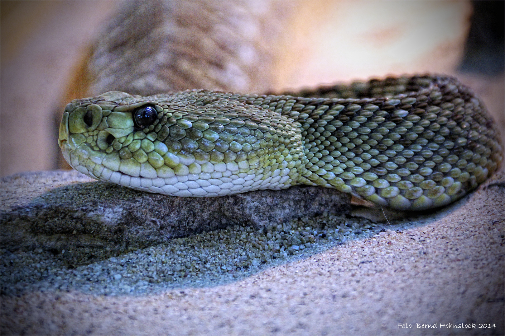 Basilisken Klapperschlange ....... Foto & Bild | tiere, zoo, wildpark ...