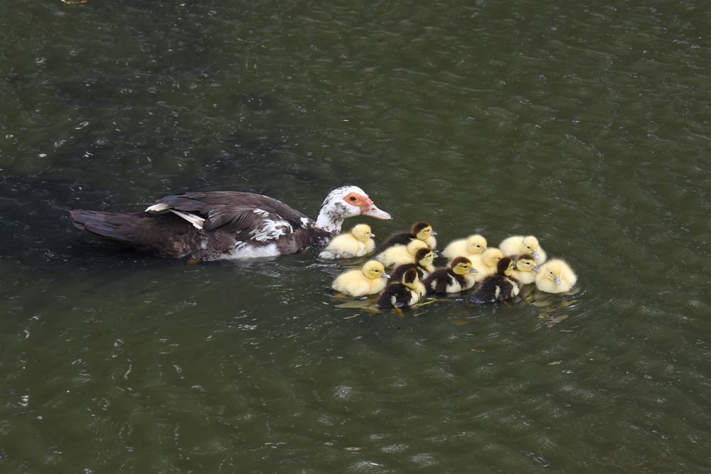 basse cour photo et image | animaux, animaux domestiques, basse-cour et ...