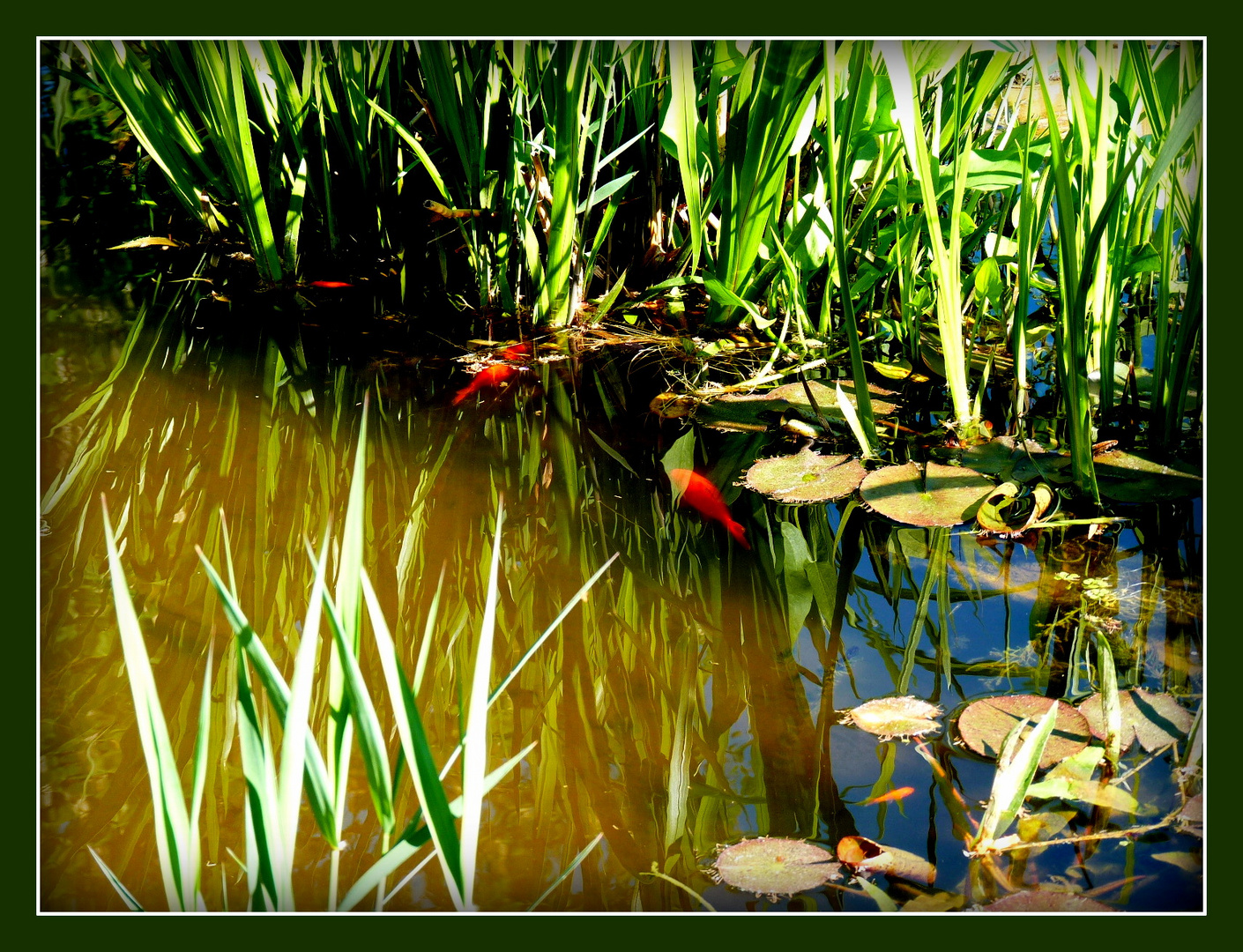 BASSIN - AUX - POISSONS - ROUGES ; photo et image | jardins, perigord ...