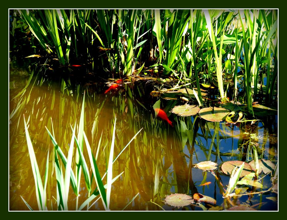 BASSIN - AUX - POISSONS - ROUGES ; photo et image | jardins, perigord ...