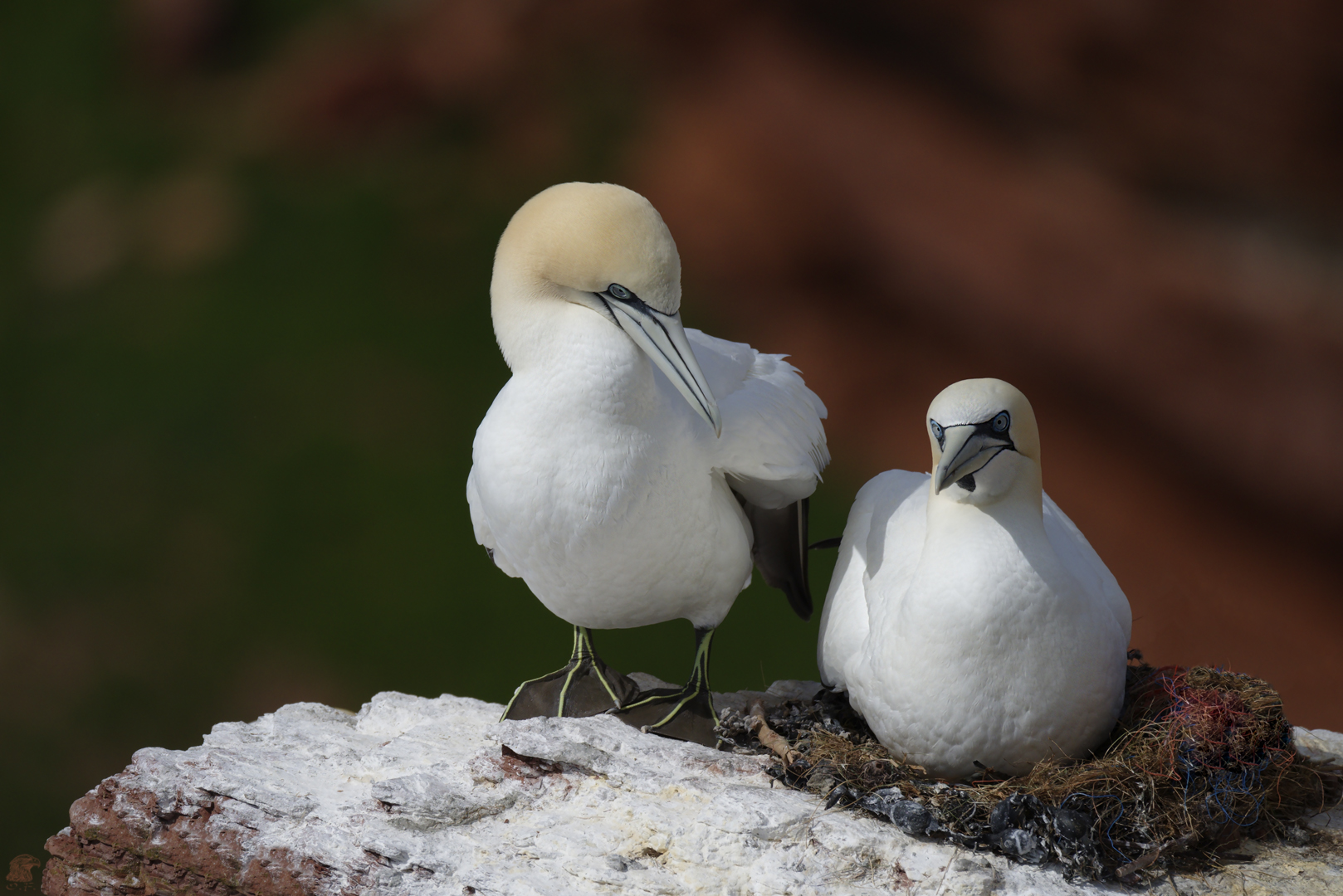 Basstölpel (Morus bassanus)... Foto & Bild | meer, natur, nordsee ...