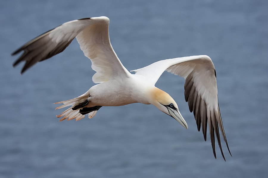 Basstölpel (Morus bassanus) Foto & Bild | tiere, wildlife, wild lebende ...